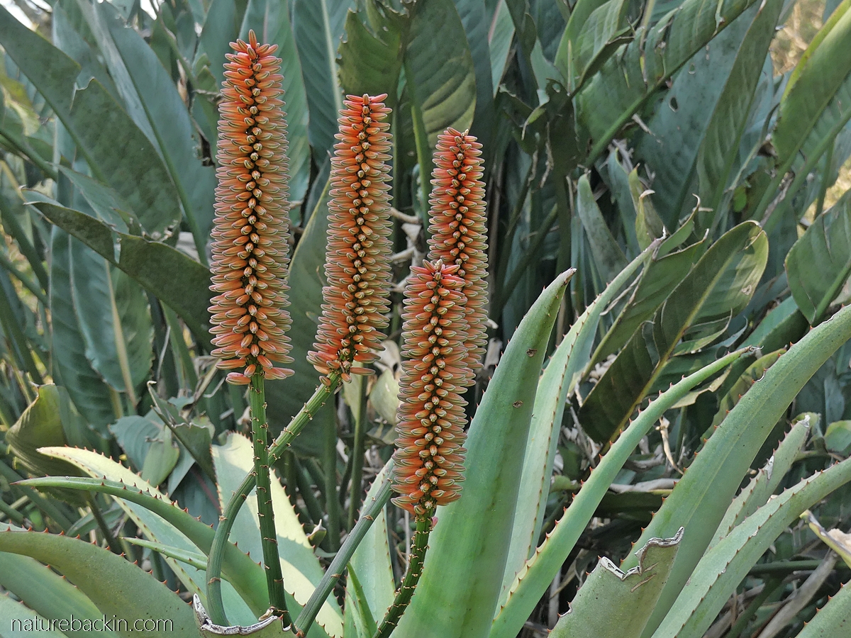 First flowering of an Aloe ferox – letting nature back in