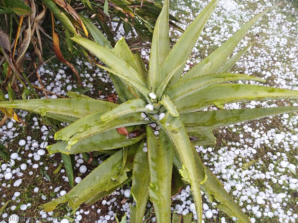 First flowering of an Aloe ferox – letting nature back in