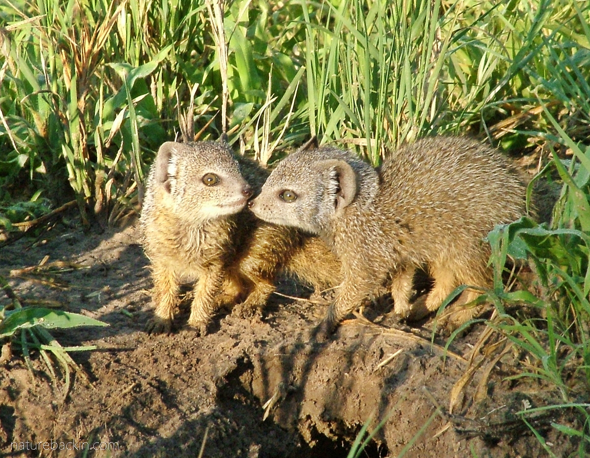A family of yellow mongooses – letting nature back in