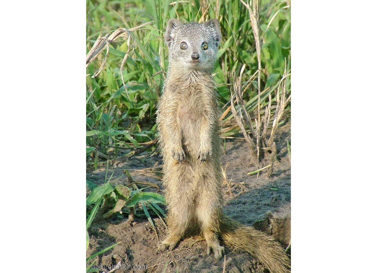 A family of yellow mongooses – letting nature back in