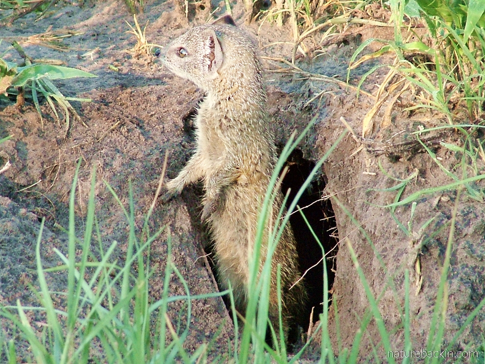 A family of yellow mongooses – letting nature back in