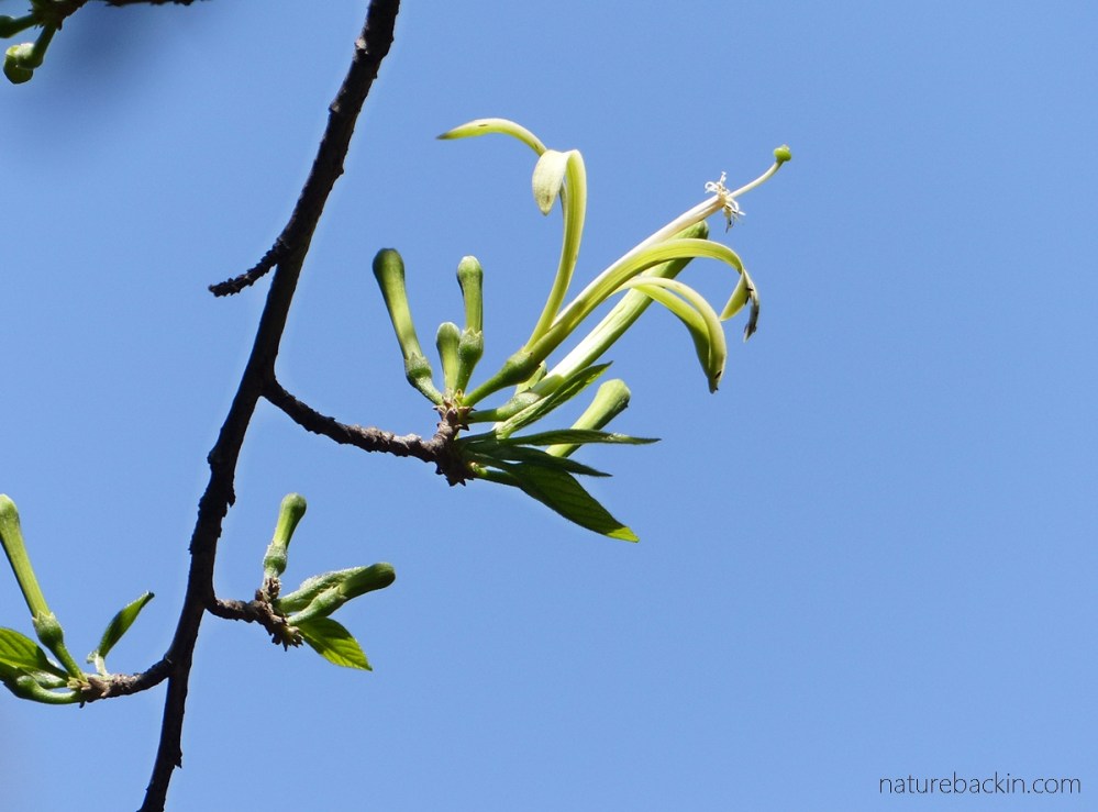 The wild Honeysuckle-tree flowering abundantly – letting nature back in