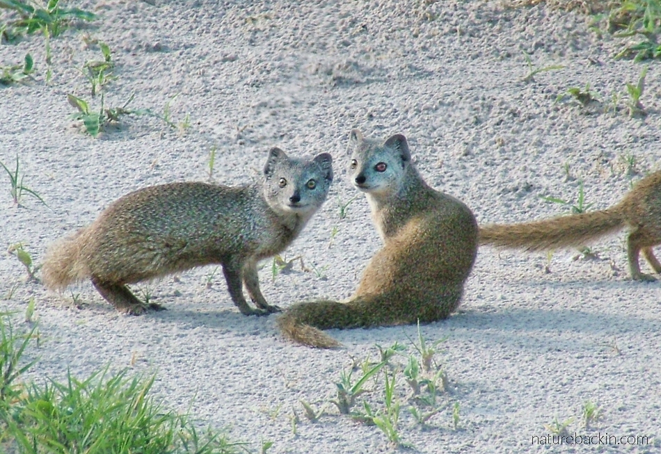 A family of yellow mongooses – letting nature back in