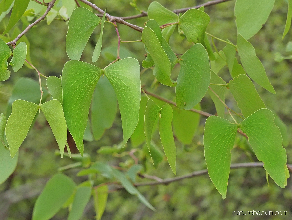 Mopane trees – letting nature back in