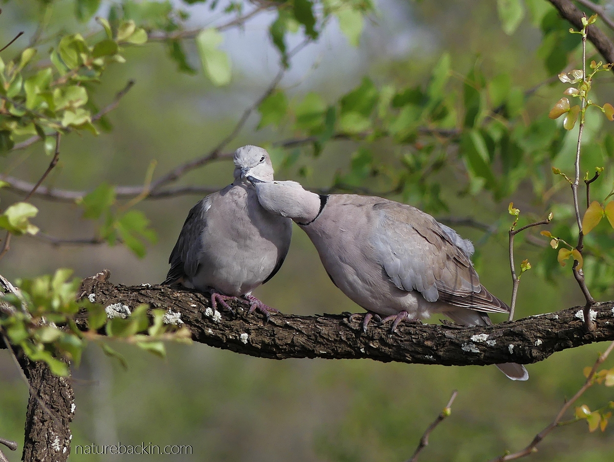 Companionable creatures at Kruger Park – letting nature back in