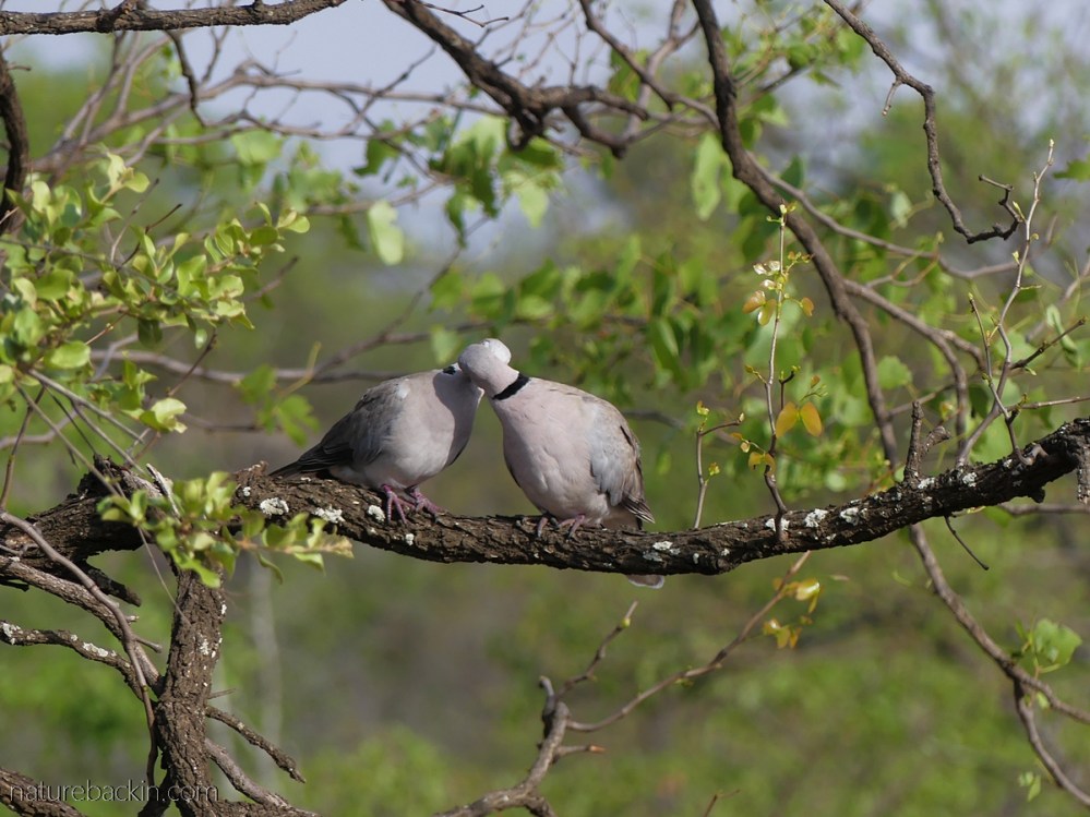 Companionable creatures at Kruger Park – letting nature back in