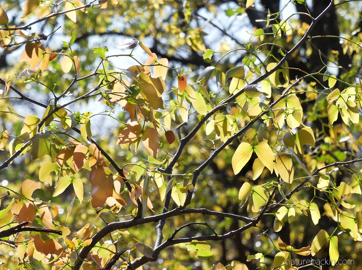 Life in the mopane scrub and woodlands at Kruger National Park ...