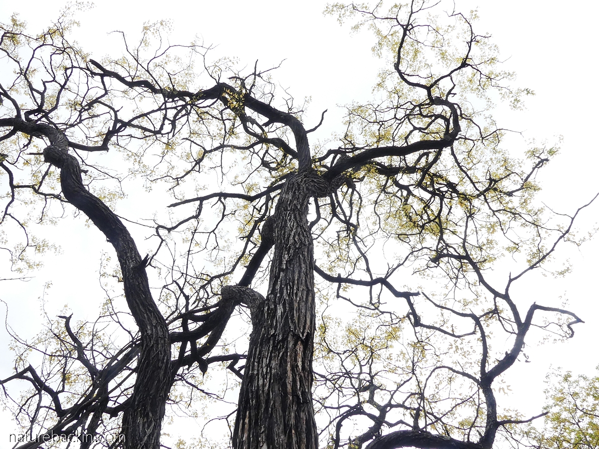 Life in the mopane scrub and woodlands at Kruger National Park ...