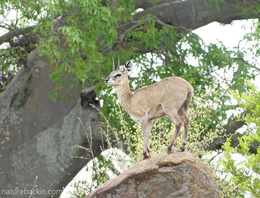 Three dwarf antelope: Steenbok, Sharpe’s grysbok and klipspringer ...
