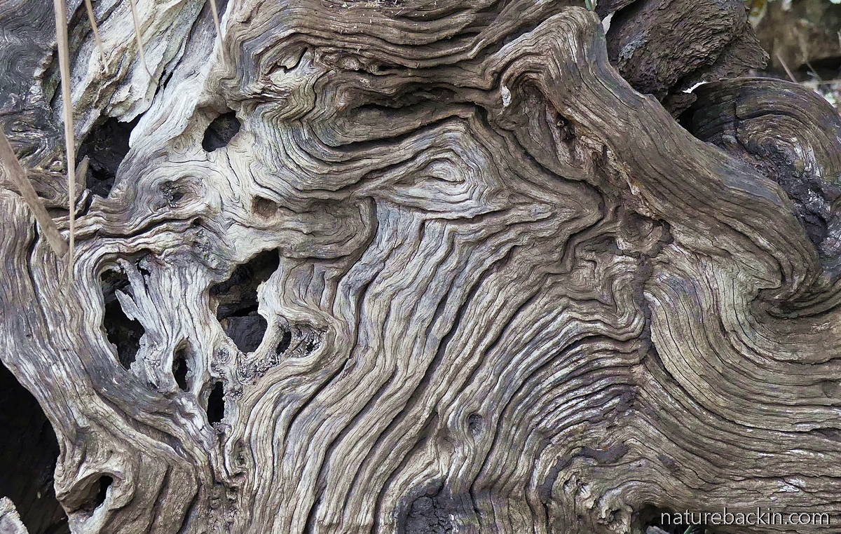 Abstract photos from Kruger National Park – letting nature back in