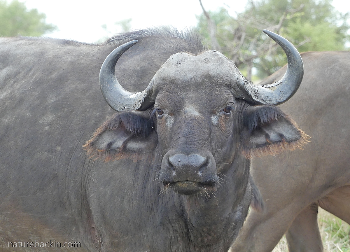 Scrutinized by buffalos at the Kruger National Park – letting nature ...