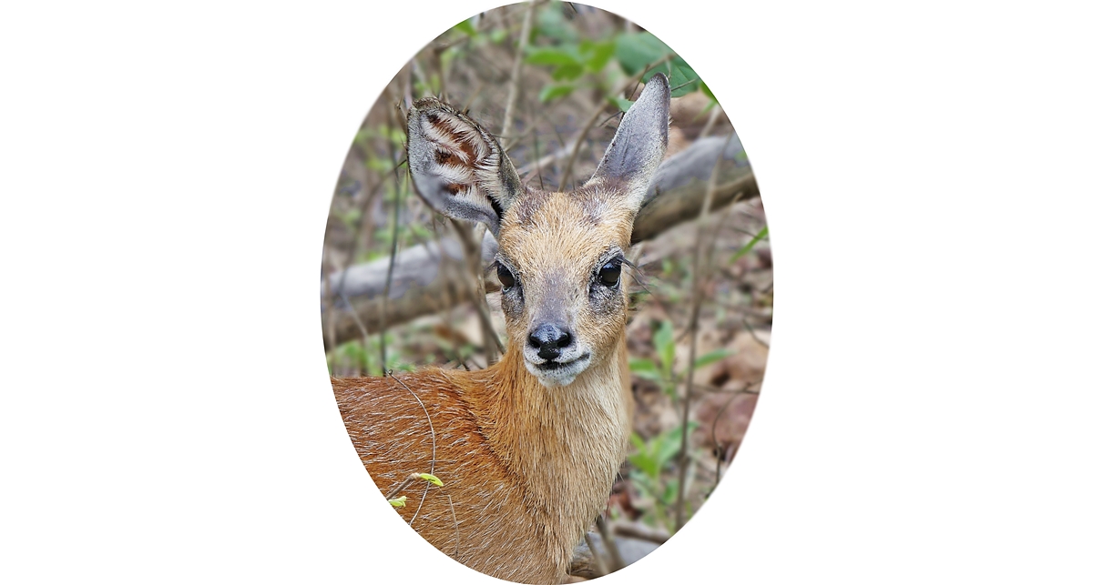 Three dwarf antelope: Steenbok, Sharpe’s grysbok and klipspringer ...
