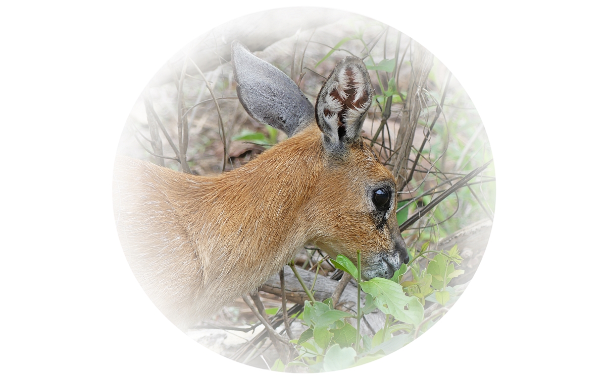 Three dwarf antelope: Steenbok, Sharpe’s grysbok and klipspringer ...