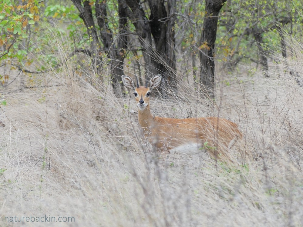 Three dwarf antelope: Steenbok, Sharpe’s grysbok and klipspringer ...