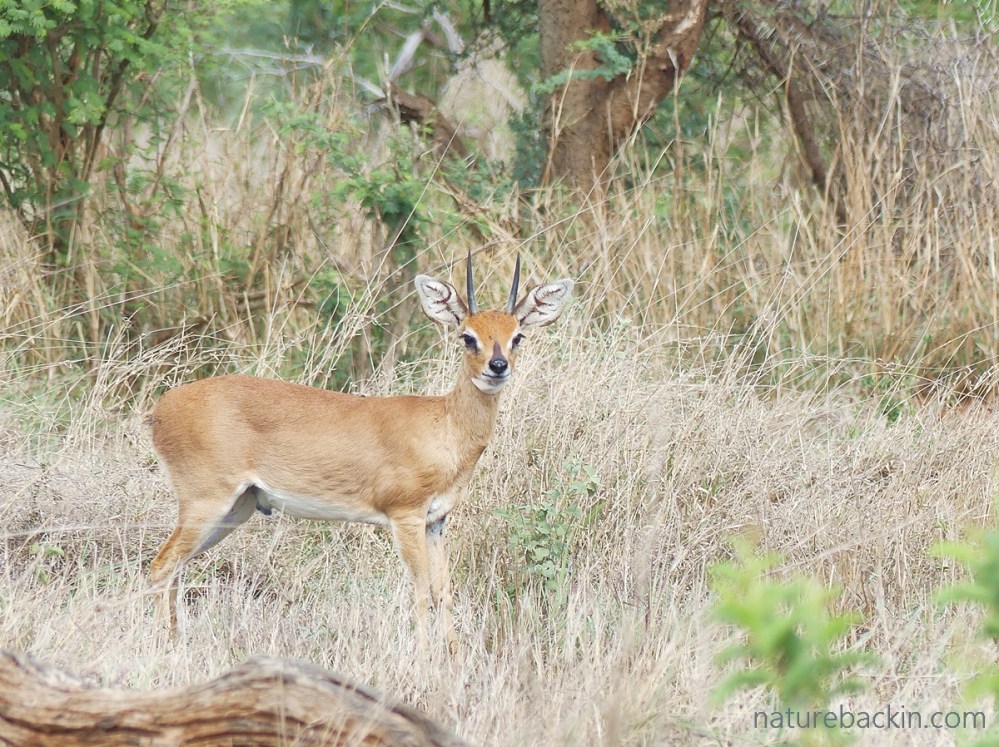 Three dwarf antelope: Steenbok, Sharpe’s grysbok and klipspringer ...