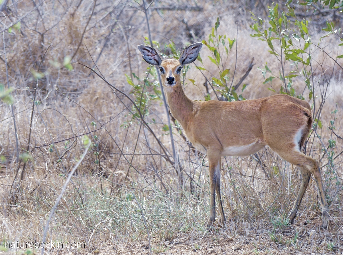 Three dwarf antelope: Steenbok, Sharpe’s grysbok and klipspringer ...