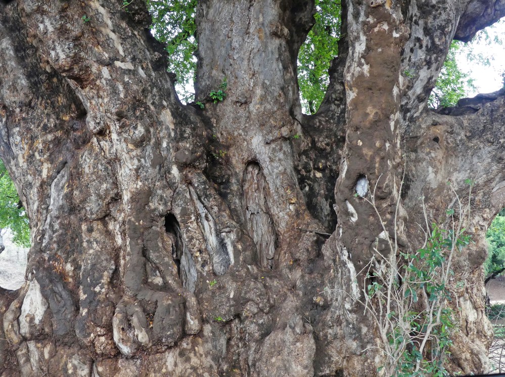 Take me to the river: Riverine roaming at Kruger National Park ...