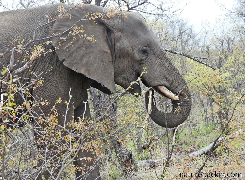 African elephants, bark stripping, nutrition and trees – letting nature ...