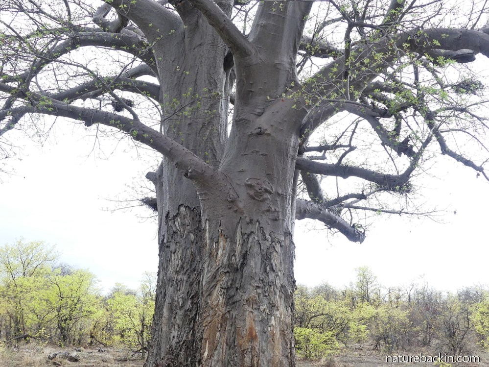 The African baobab: Super tree with super fruit – letting nature back in