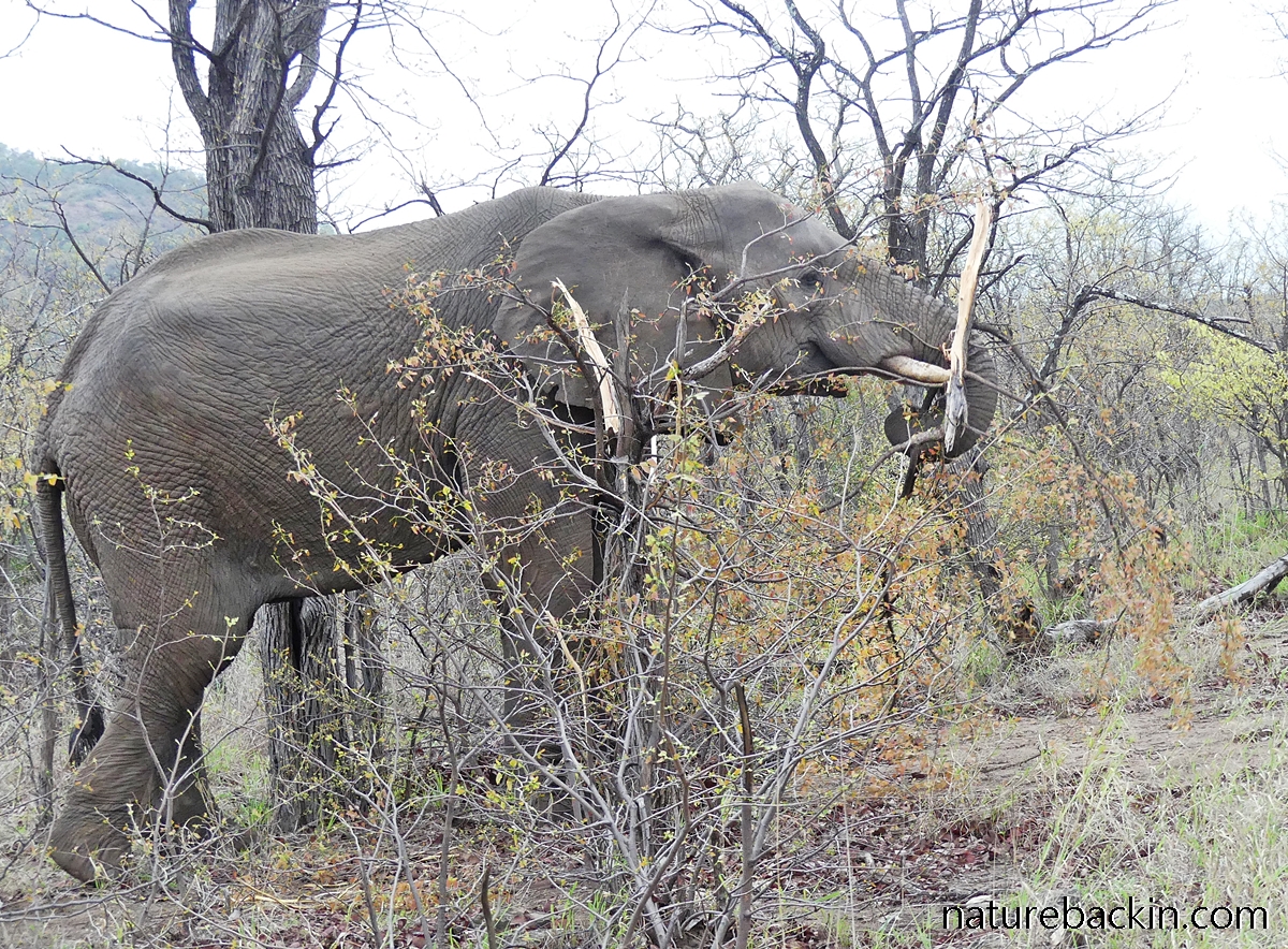 African elephants, bark stripping, nutrition and trees – letting nature ...