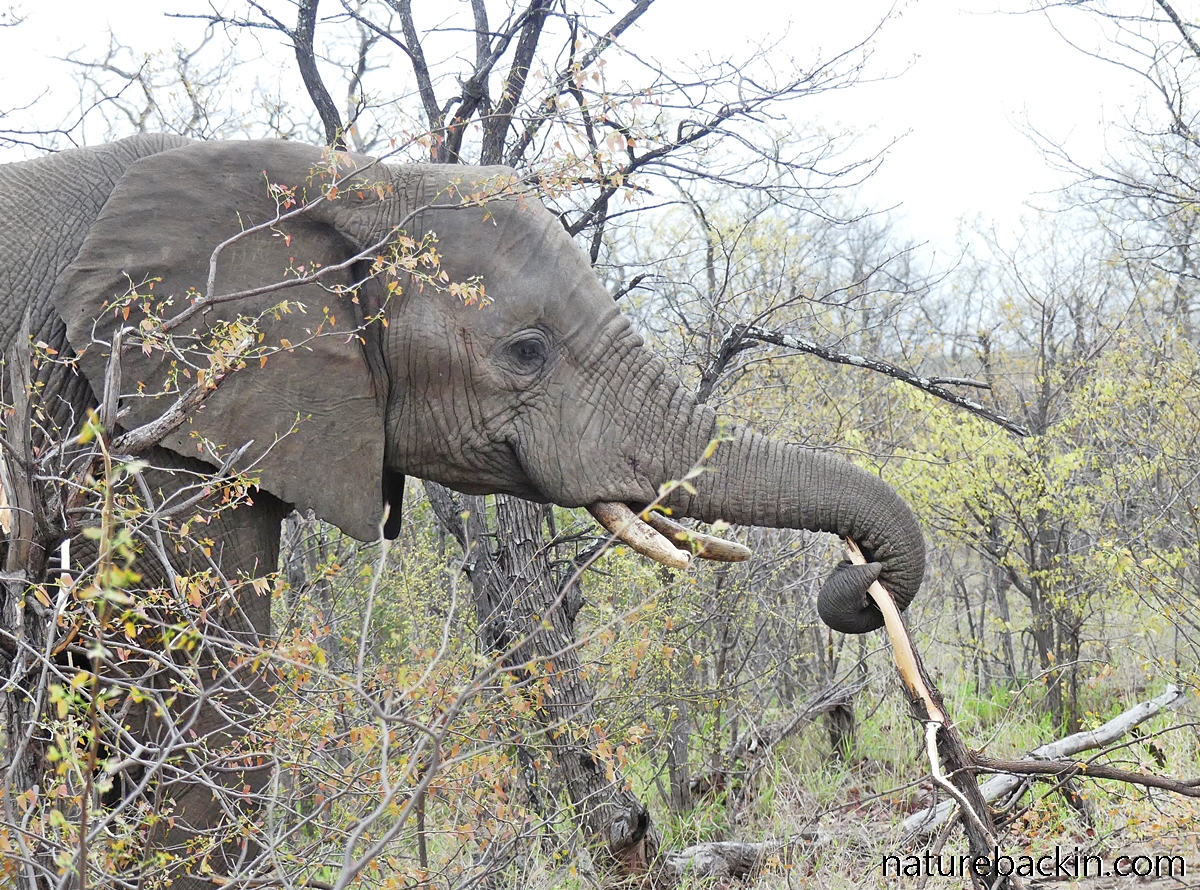 African elephants, bark stripping, nutrition and trees – letting nature ...