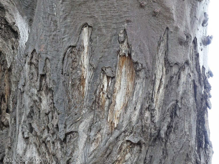 The African baobab: Super tree with super fruit – letting nature back in