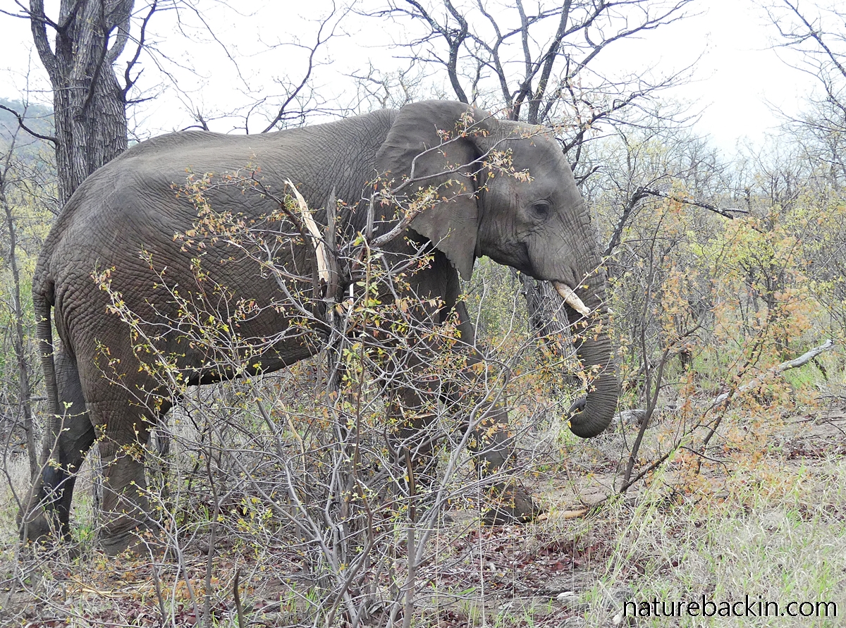 African elephants, bark stripping, nutrition and trees – letting nature ...