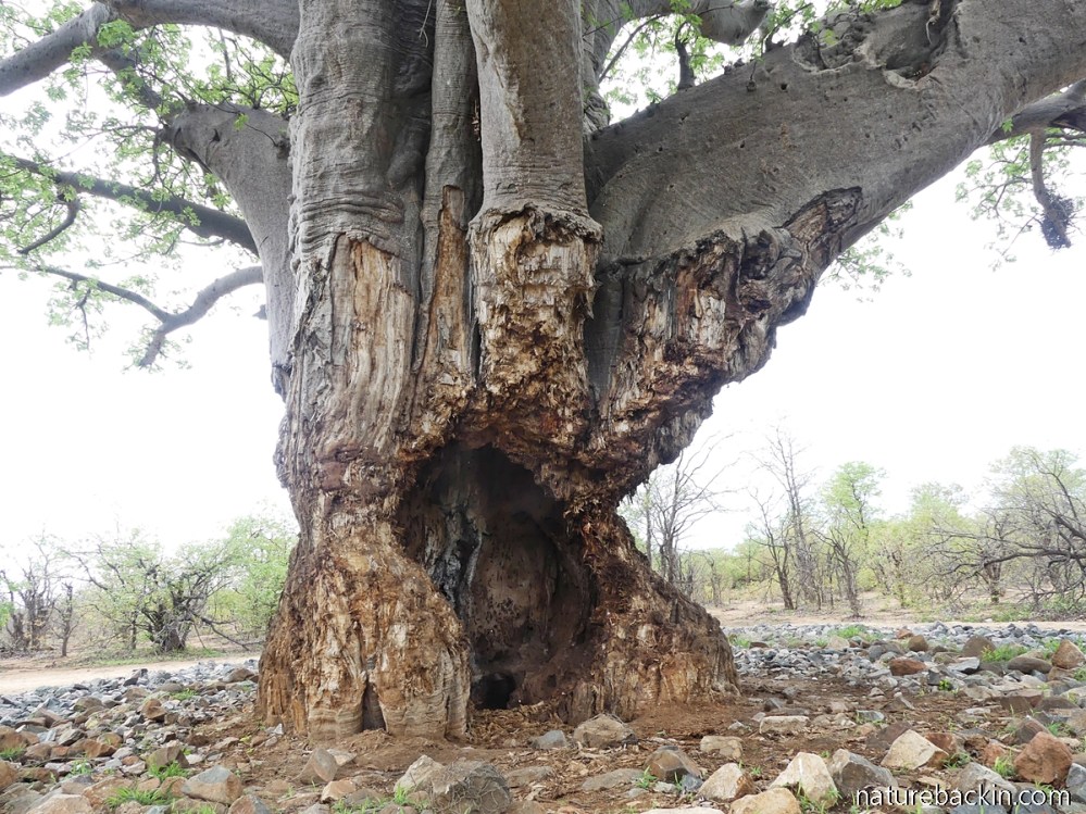 The African baobab: Super tree with super fruit – letting nature back in