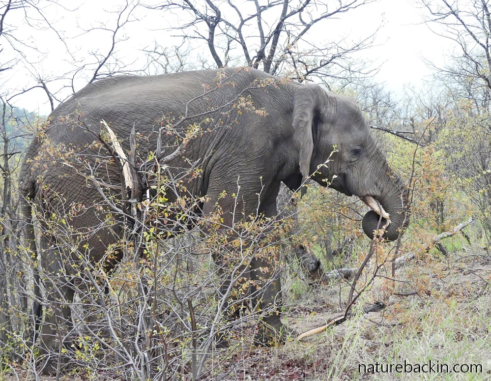 African elephants, bark stripping, nutrition and trees – letting nature ...