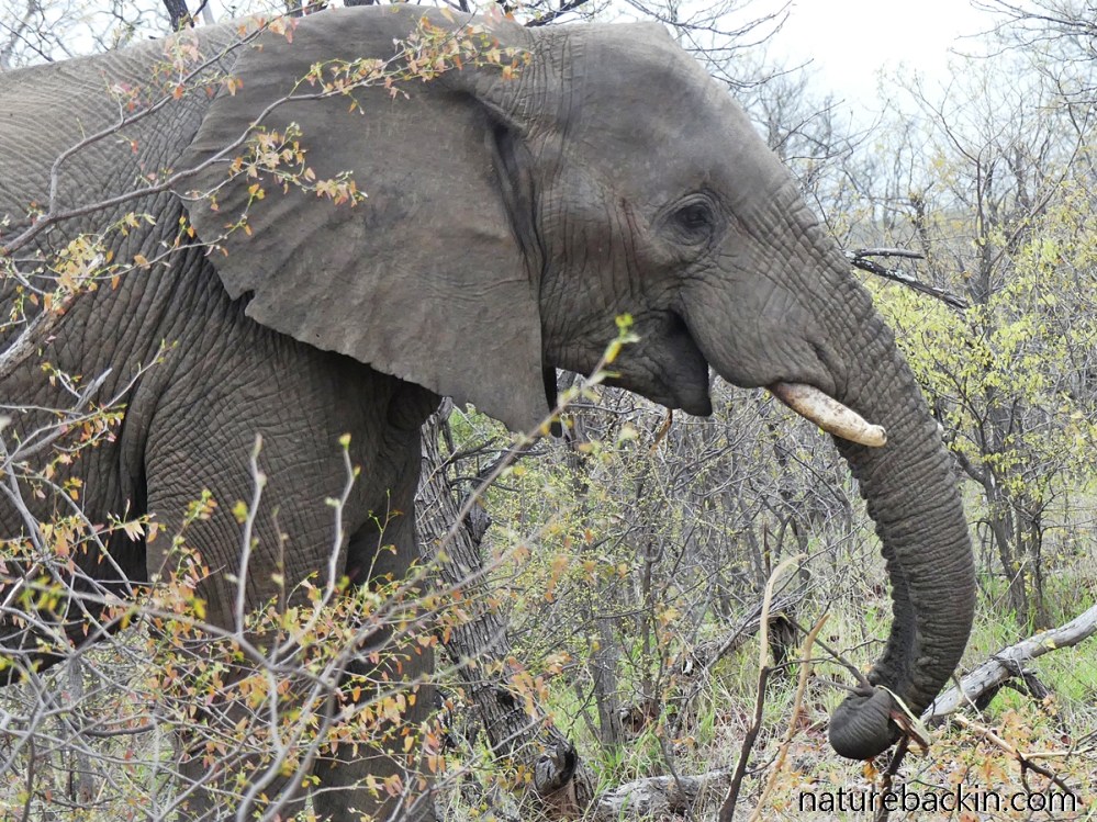 African elephants, bark stripping, nutrition and trees – letting nature ...