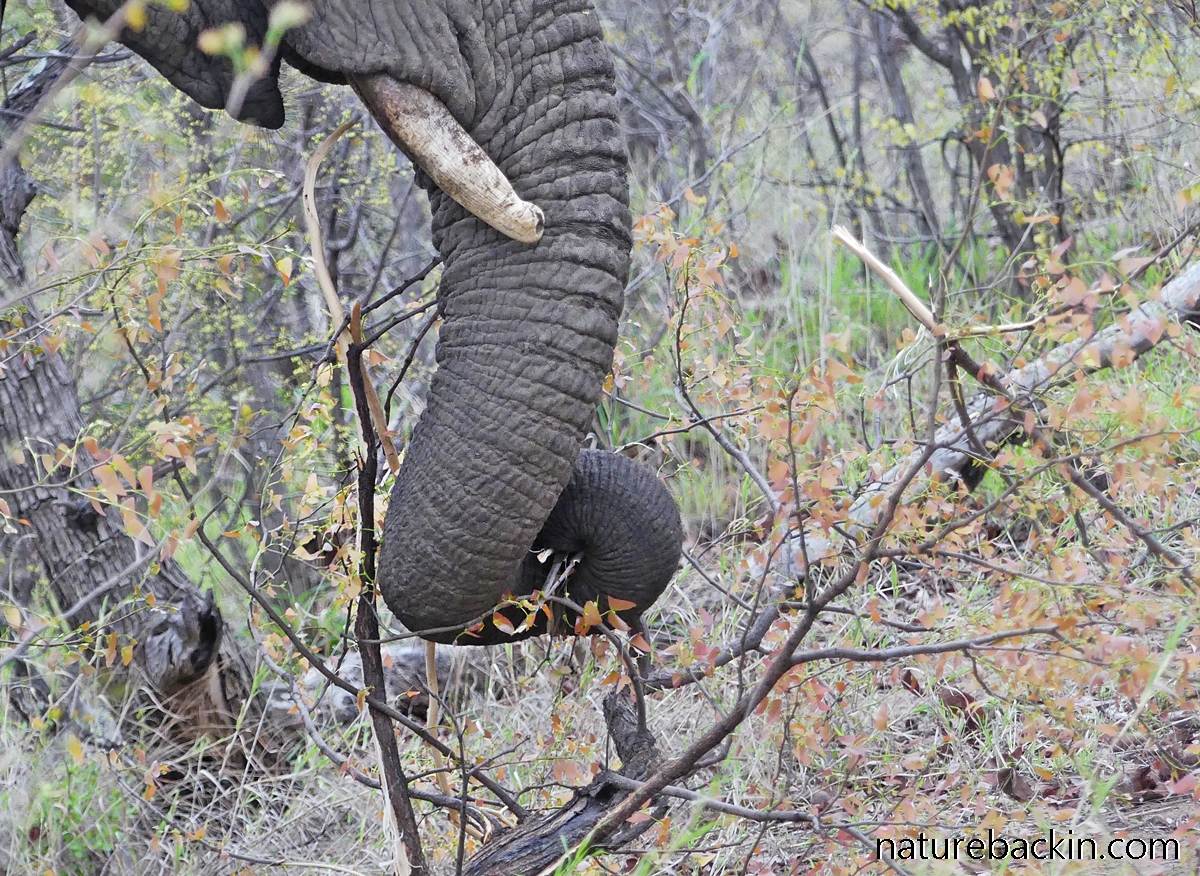 African elephants, bark stripping, nutrition and trees – letting nature ...