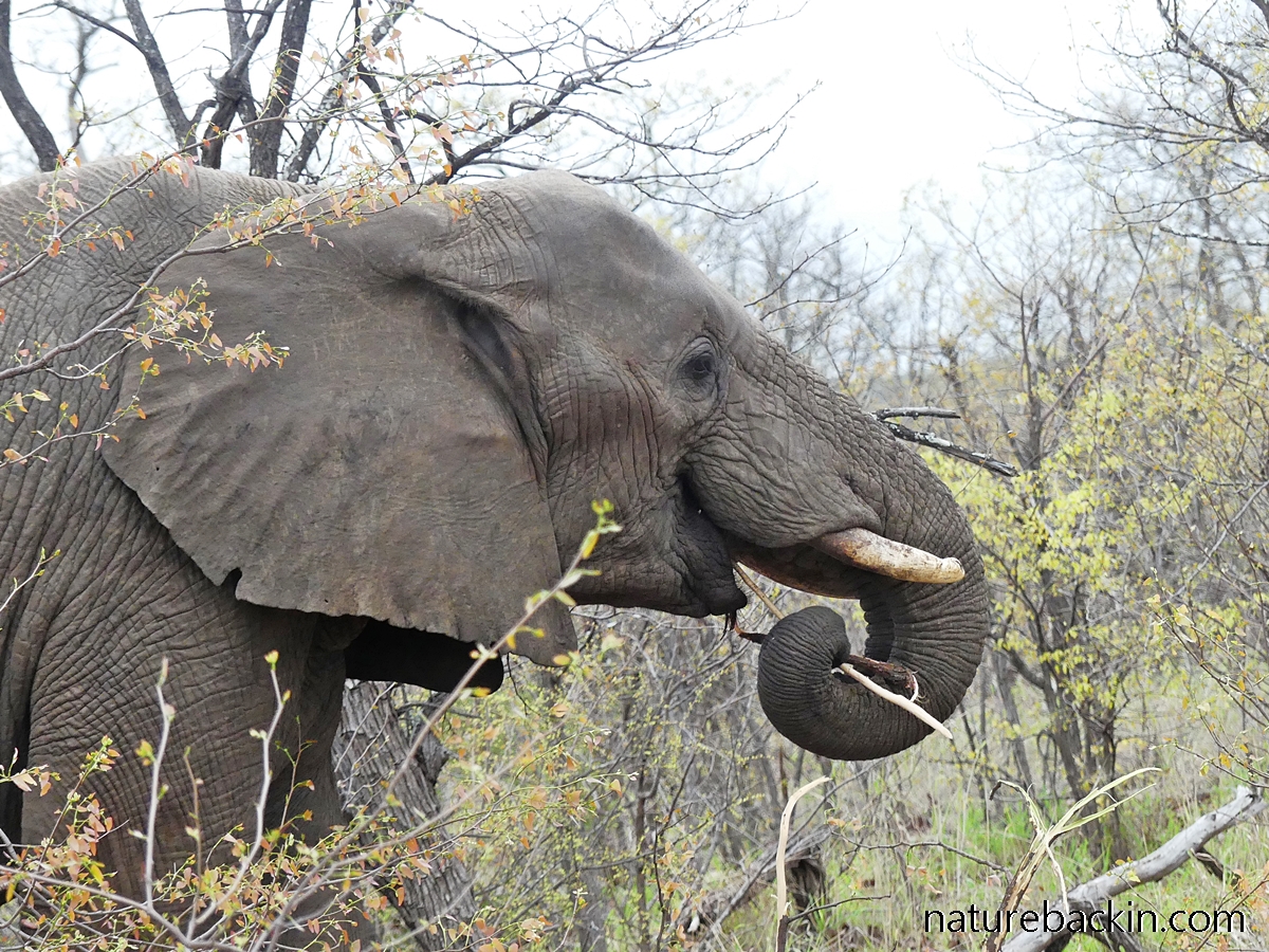 African elephants, bark stripping, nutrition and trees – letting nature ...