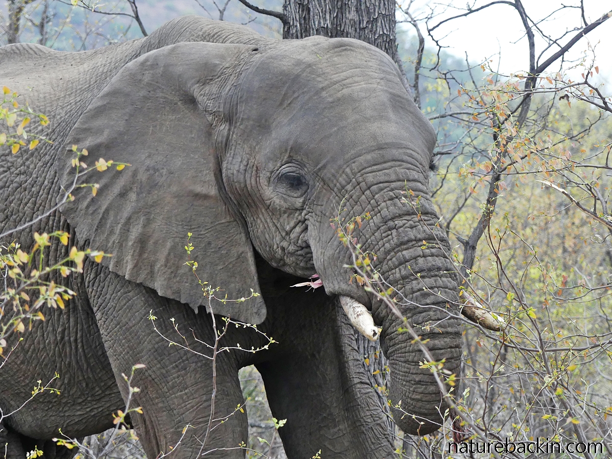 African elephants, bark stripping, nutrition and trees – letting nature ...