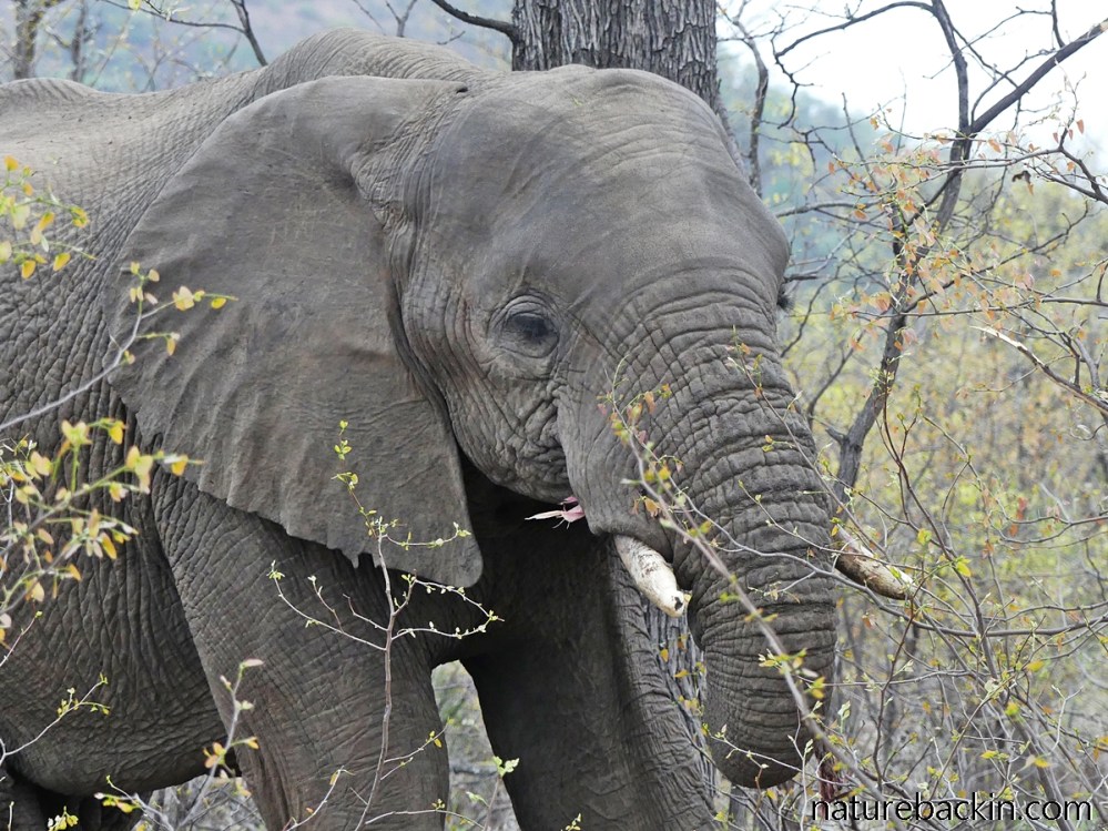 African elephants, bark stripping, nutrition and trees – letting nature ...