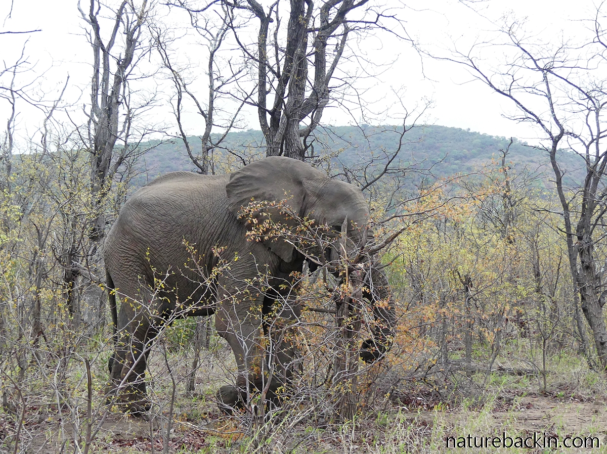 African elephants, bark stripping, nutrition and trees – letting nature ...