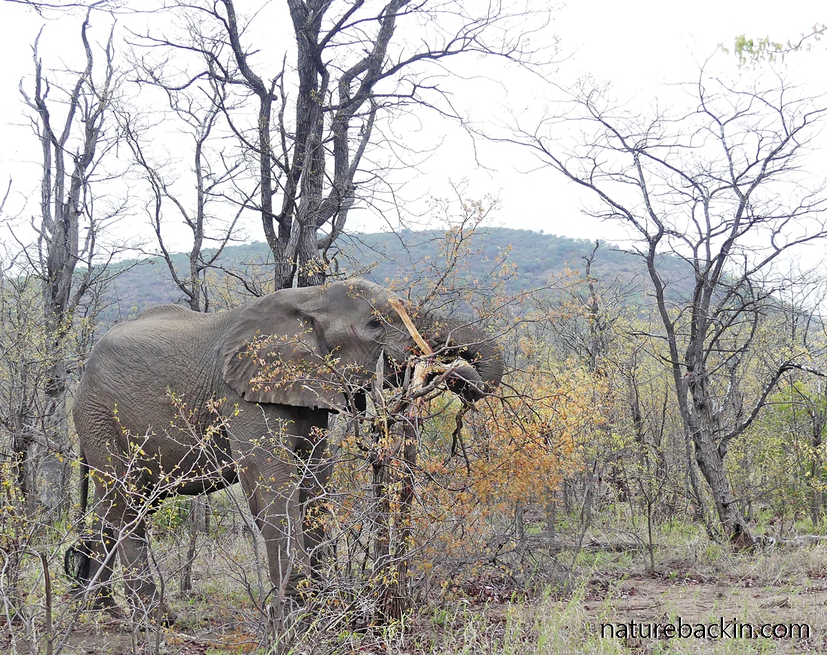 African elephants, bark stripping, nutrition and trees – letting nature ...