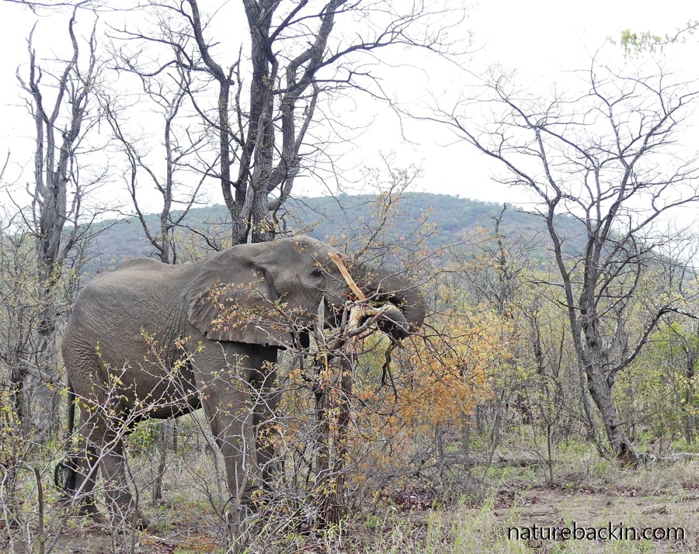 African elephants, bark stripping, nutrition and trees – letting nature ...