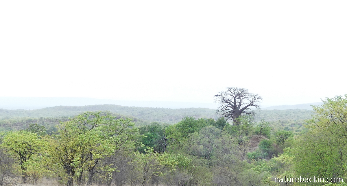 The African baobab: Super tree with super fruit – letting nature back in