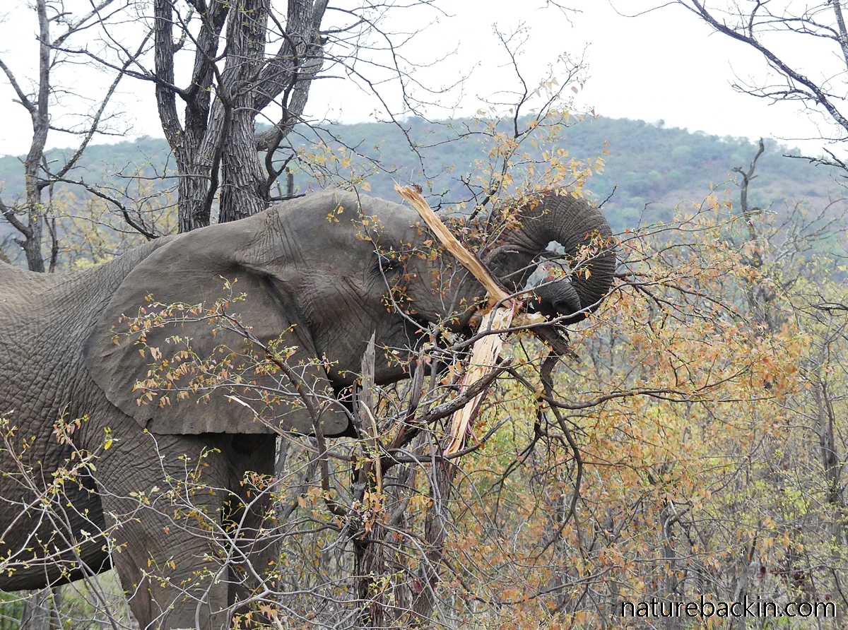 African elephants, bark stripping, nutrition and trees – letting nature ...