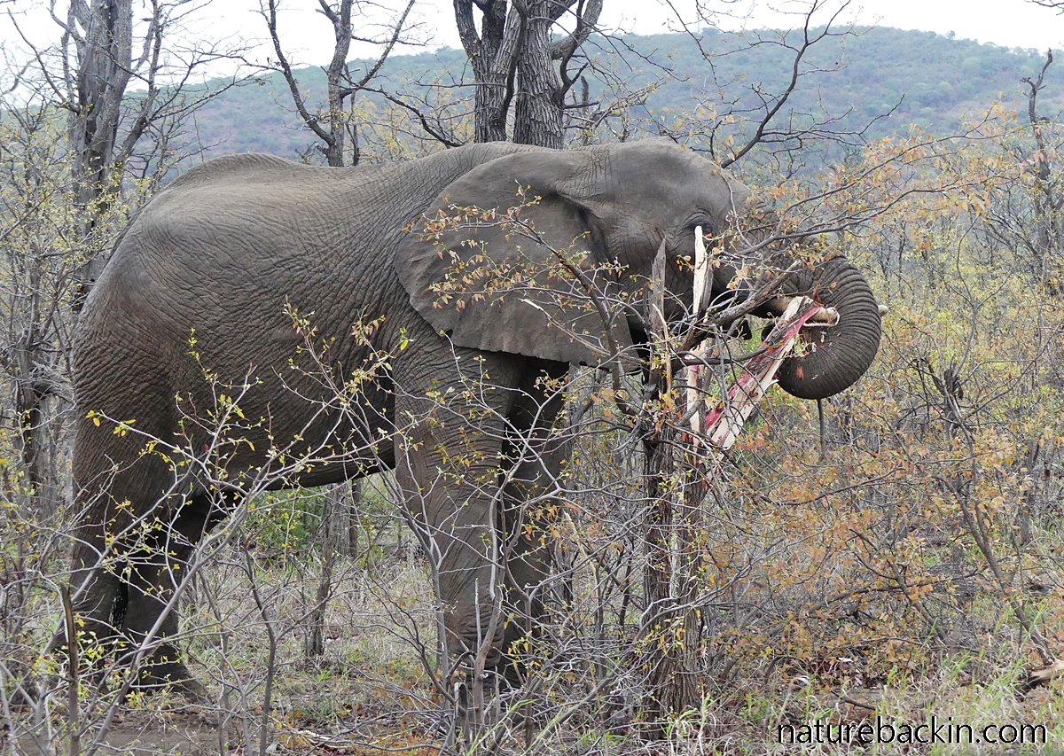 African elephants, bark stripping, nutrition and trees – letting nature ...
