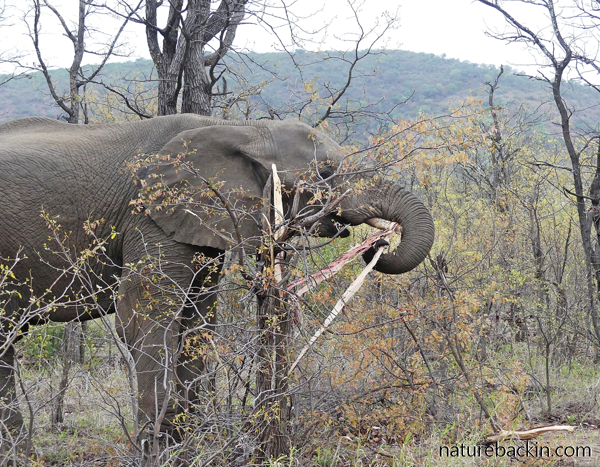 African elephants, bark stripping, nutrition and trees – letting nature ...