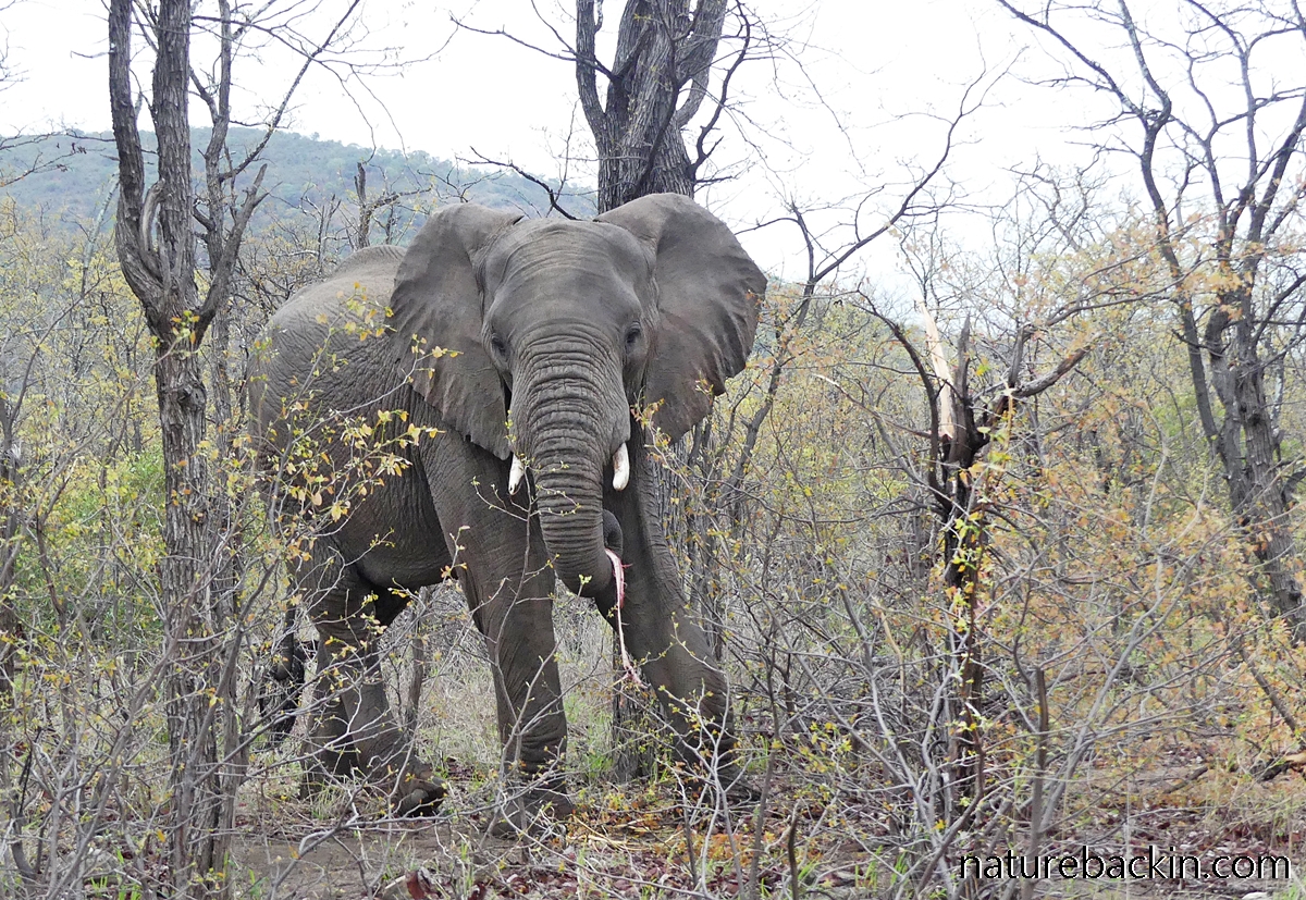 African elephants, bark stripping, nutrition and trees – letting nature ...