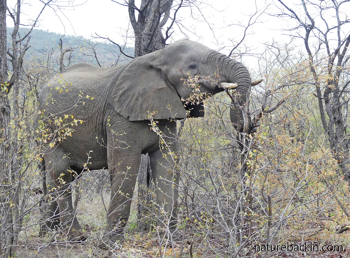 African elephants, bark stripping, nutrition and trees – letting nature ...