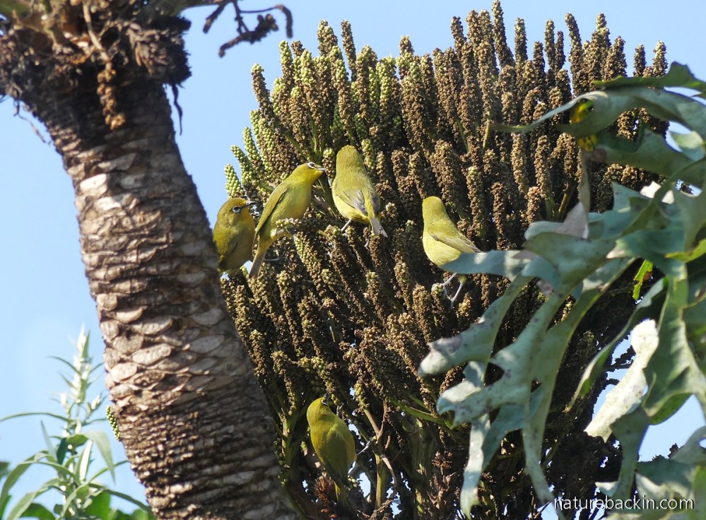Cabbage-trees – a virtual and literal feast in the garden – letting ...