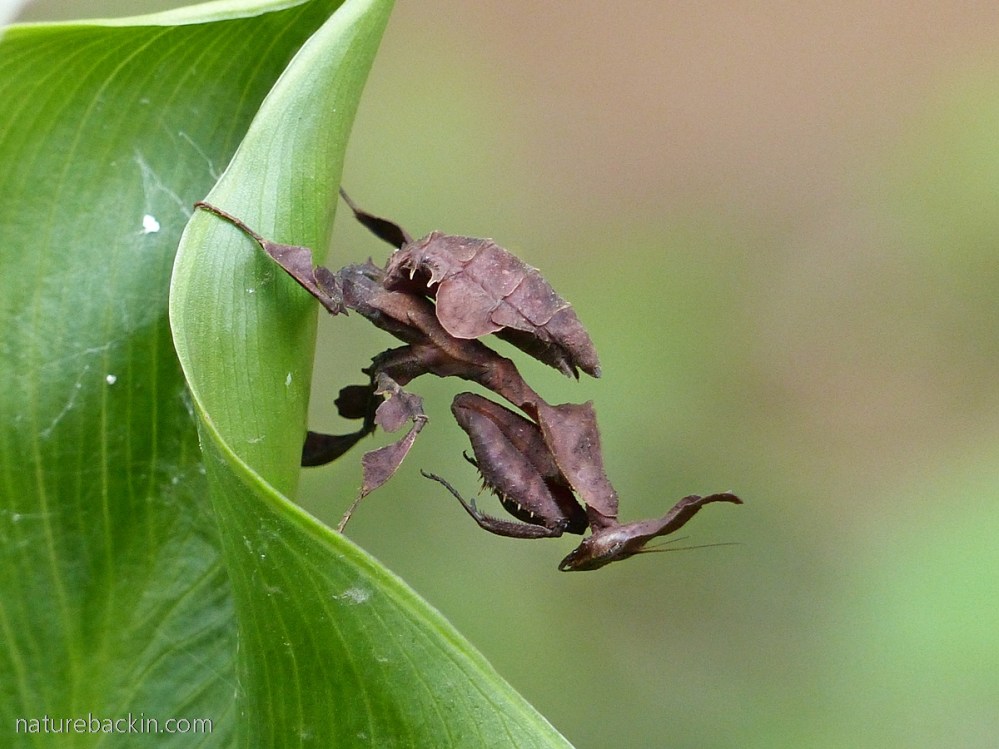 Masters of disguise: Praying mantis roundup – letting nature back in