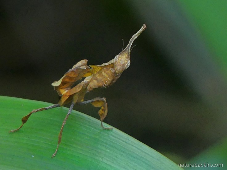 Masters of disguise: Praying mantis roundup – letting nature back in