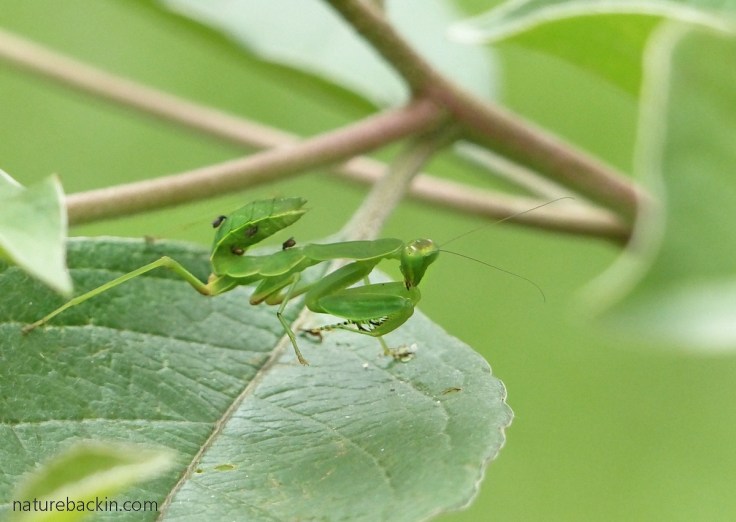 Masters of disguise: Praying mantis roundup – letting nature back in