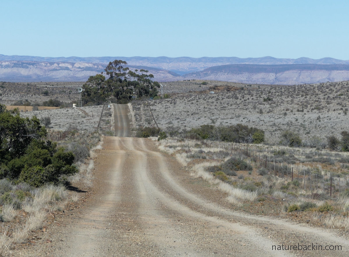 A road trip, Rory the Ridgeback and his recovery – letting nature back in
