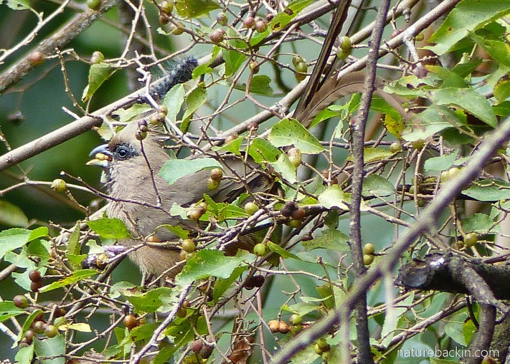Highlighting some of our garden birds – letting nature back in