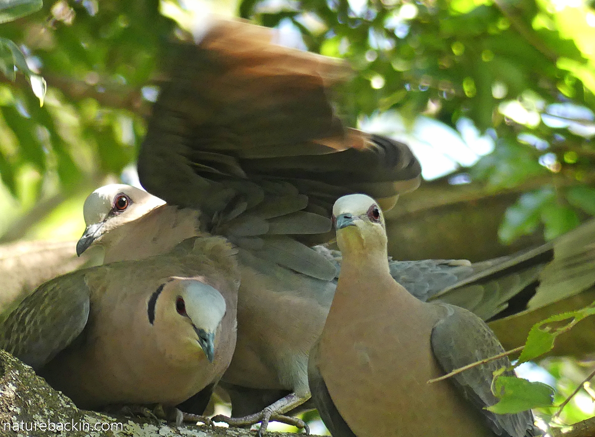 Highlighting some of our garden birds – letting nature back in